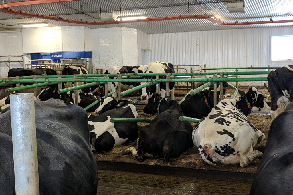 Cow-Welfare - Stalles et mangeoires • Services FT, fermes et technologies